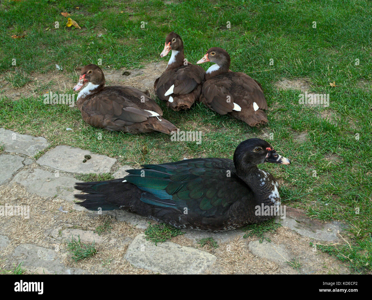 4 cute ducks posing proudly in the yard Stock Photo - Alamy