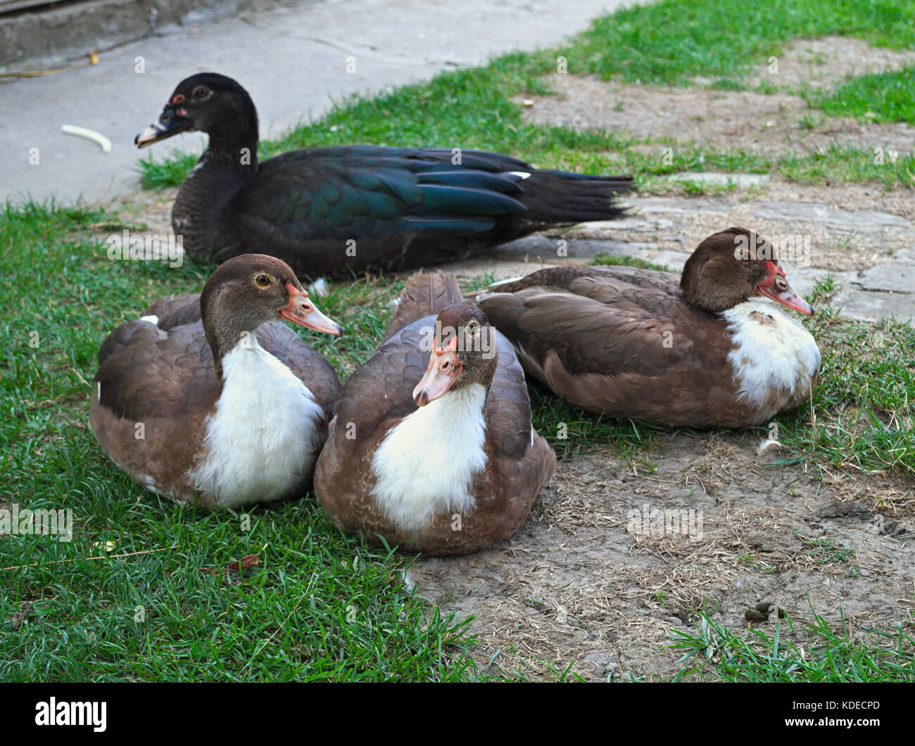 4 cute ducks posing proudly in the yard Stock Photo - Alamy