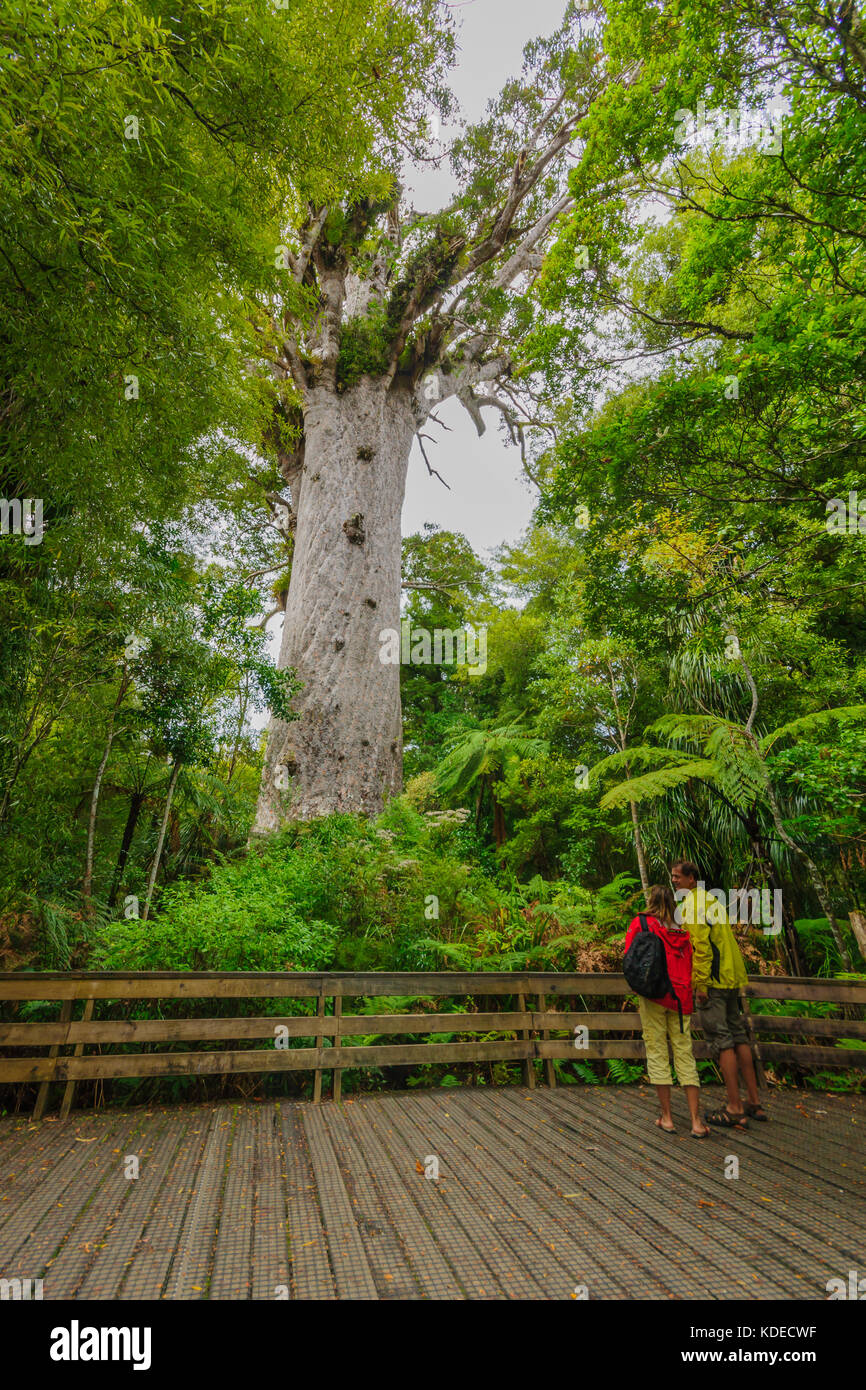 Kauri forest, new zealand hi-res stock photography and images - Alamy