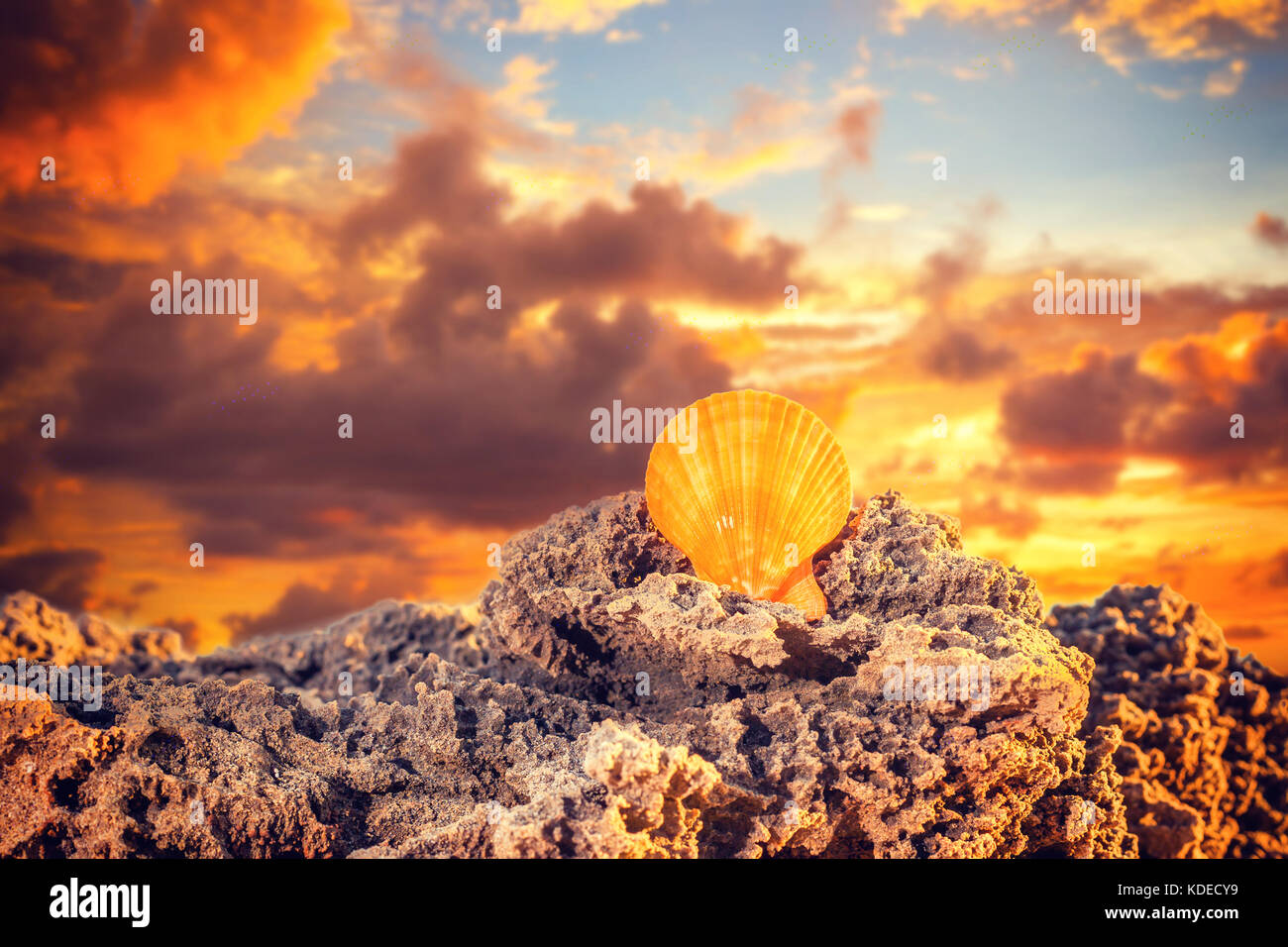 Seashell on the beach at sunrise Stock Photo - Alamy