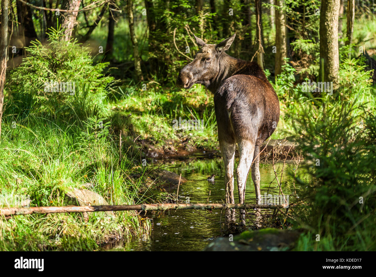 Female moose standing in small and shallow forest stream with back ...