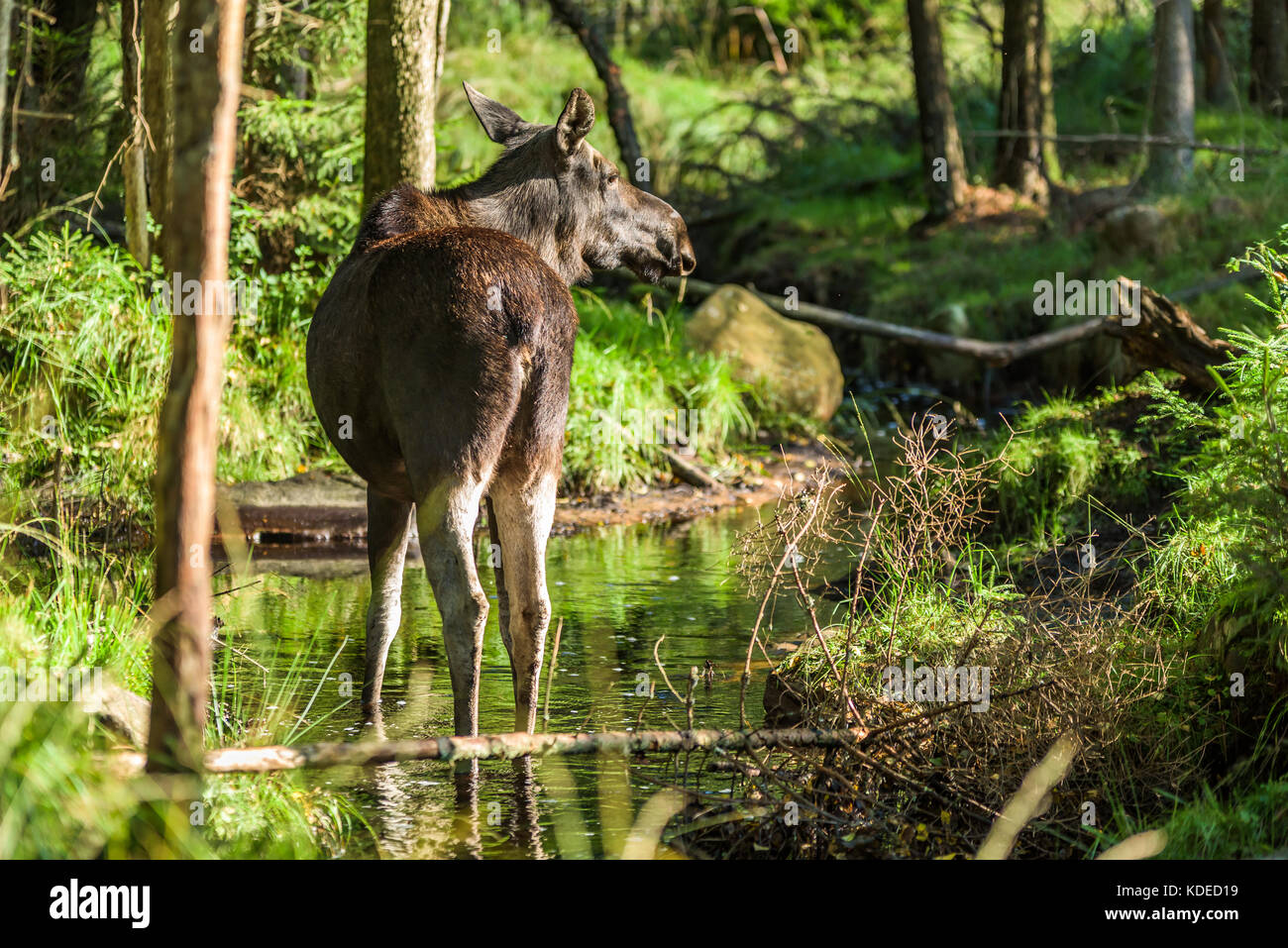 Female moose standing in small and shallow forest stream with back ...
