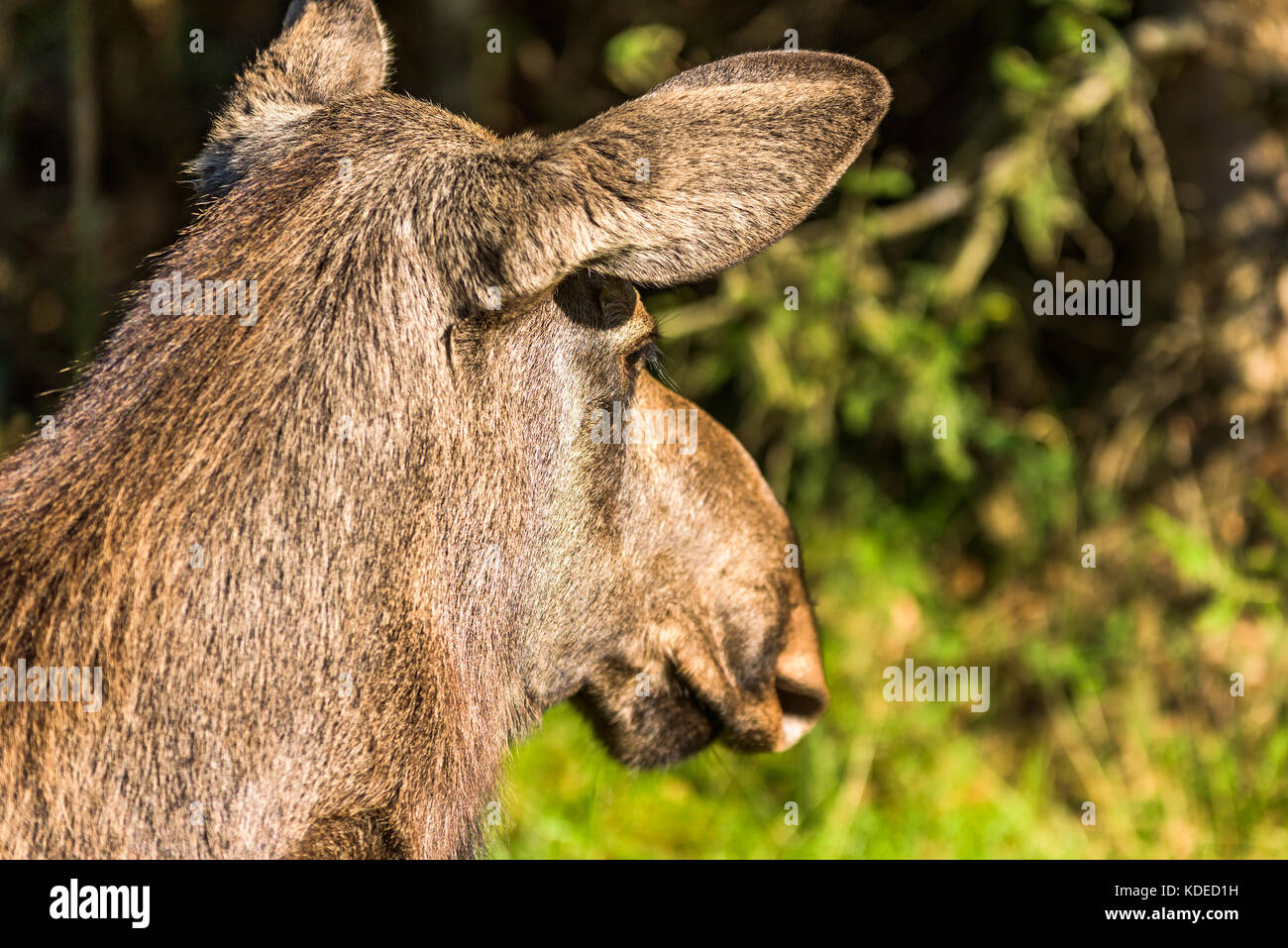 Female moose seen from hi-res stock photography and images - Alamy