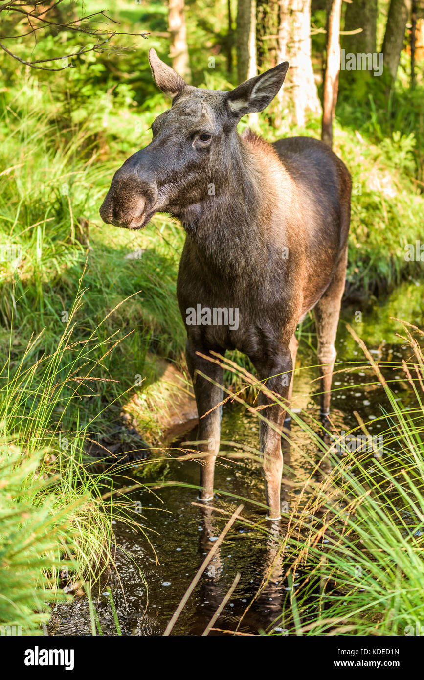 Juvenile moose hi-res stock photography and images - Alamy