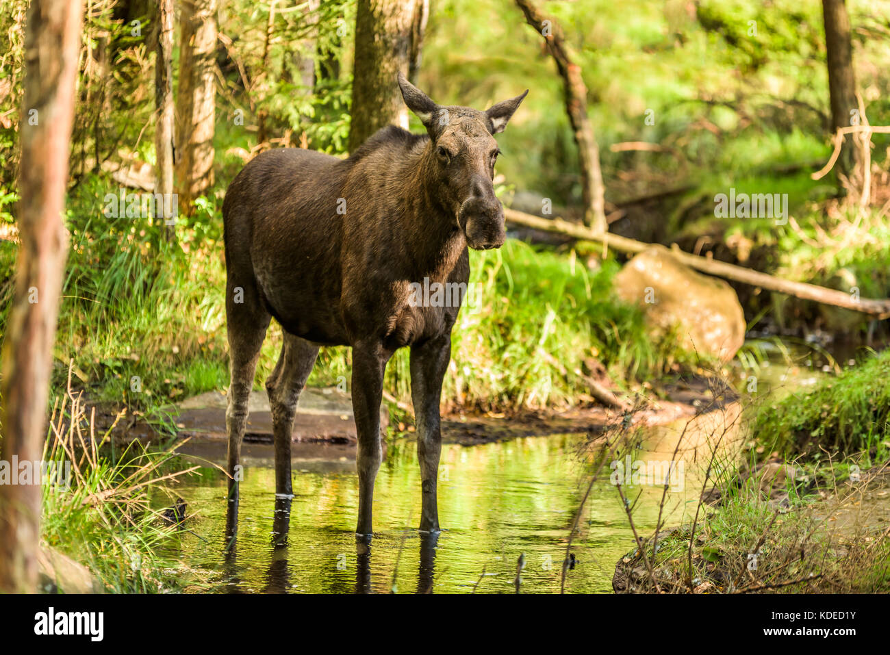 Adult female moose (Alces alces) standing in shallow water in forest ...