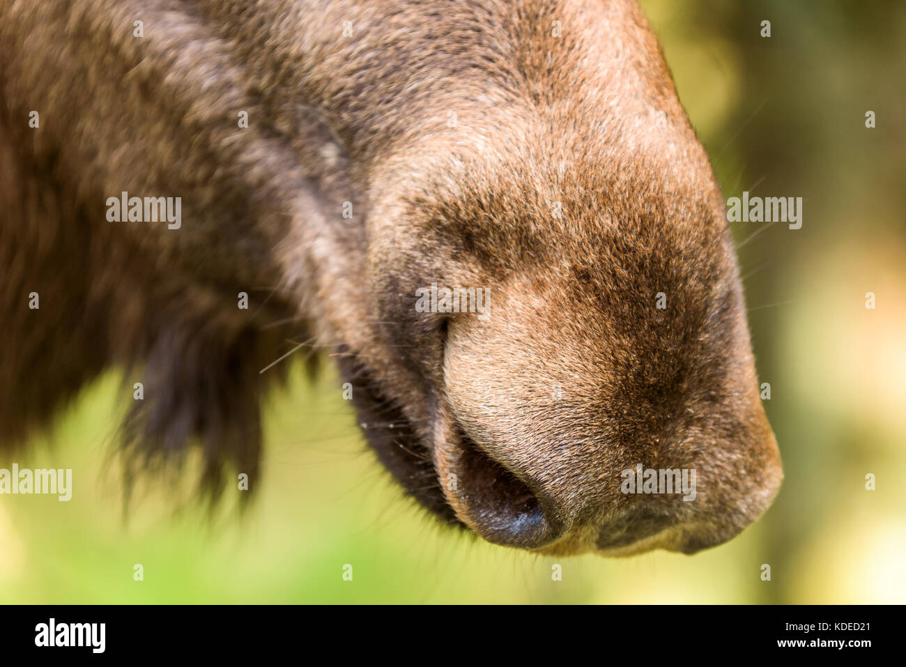 Moose nose hi-res stock photography and images - Alamy