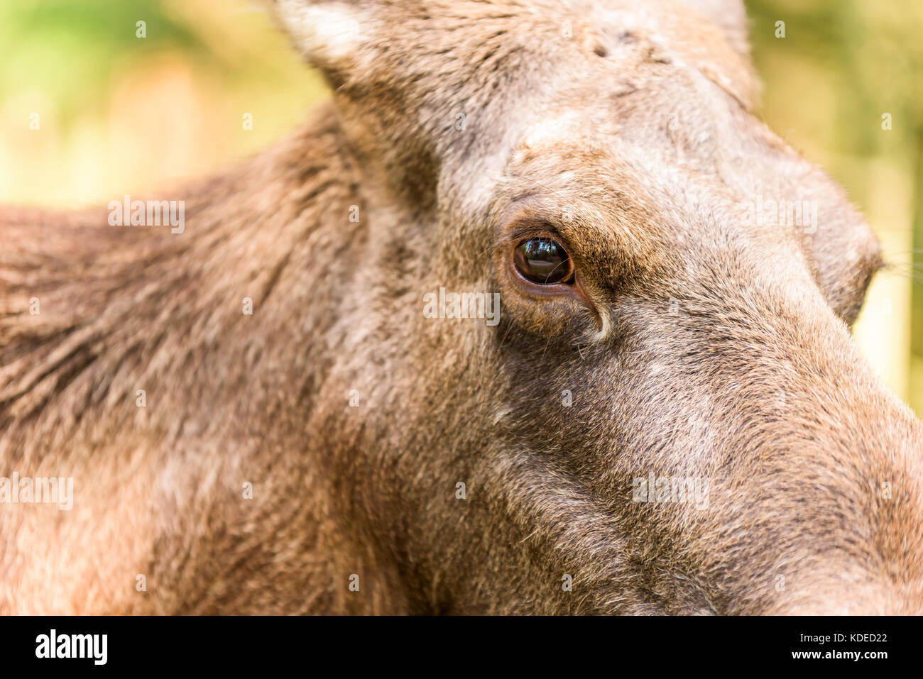 Female moose hi-res stock photography and images - Alamy
