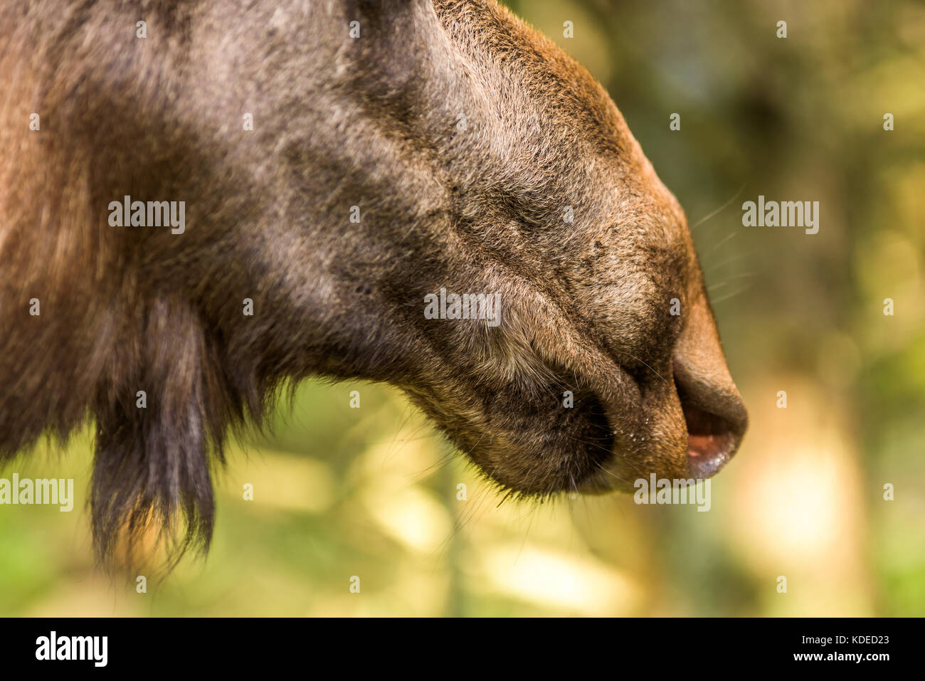 Moose nose hi-res stock photography and images - Alamy
