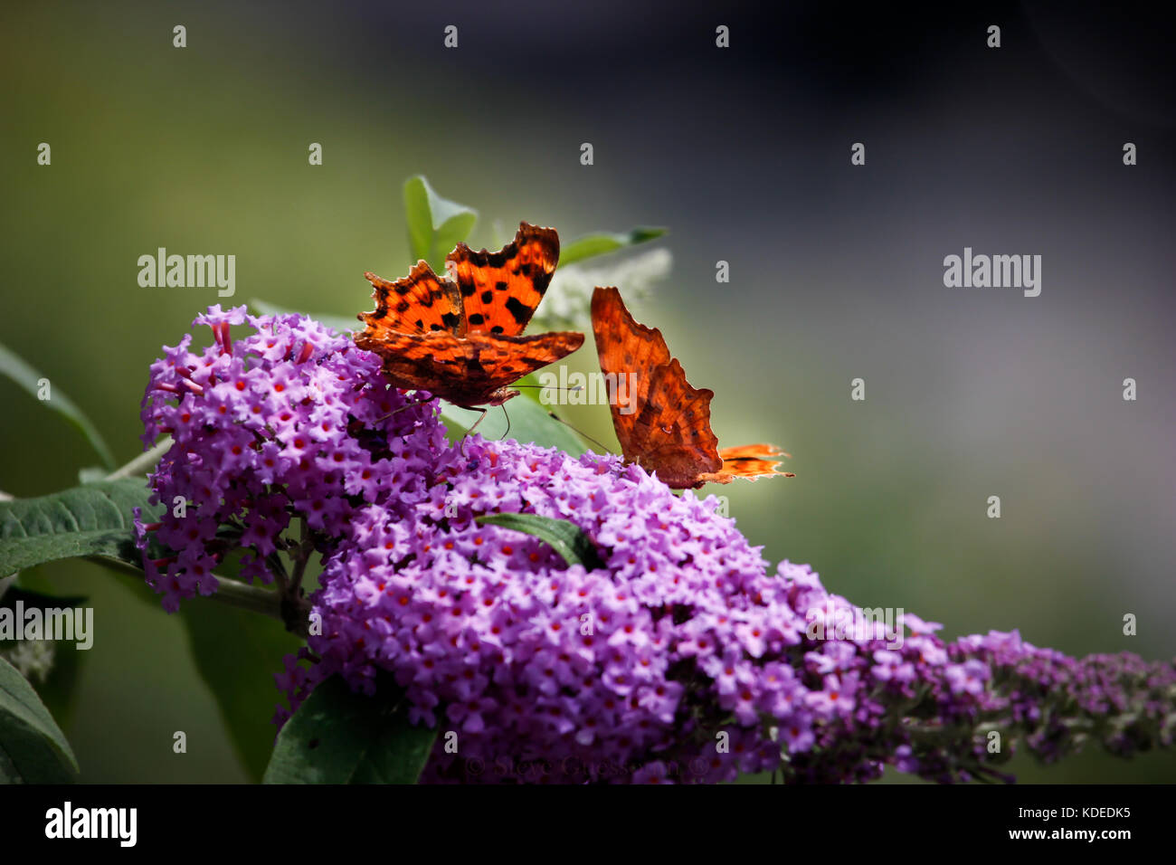 Butterfly feeding on nectar Stock Photo - Alamy