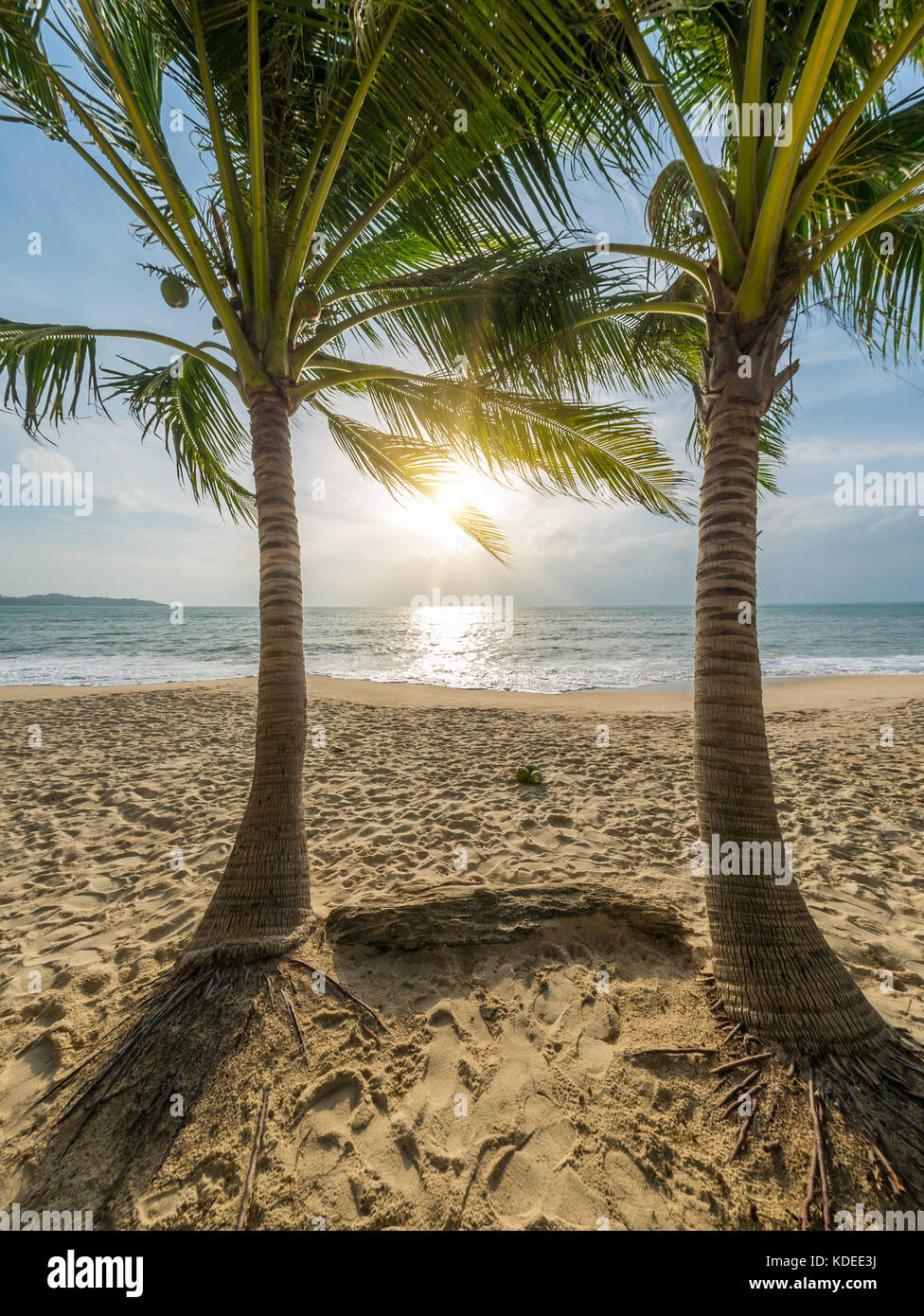 Beautiful tropical beach with coconut trees Stock Photo - Alamy