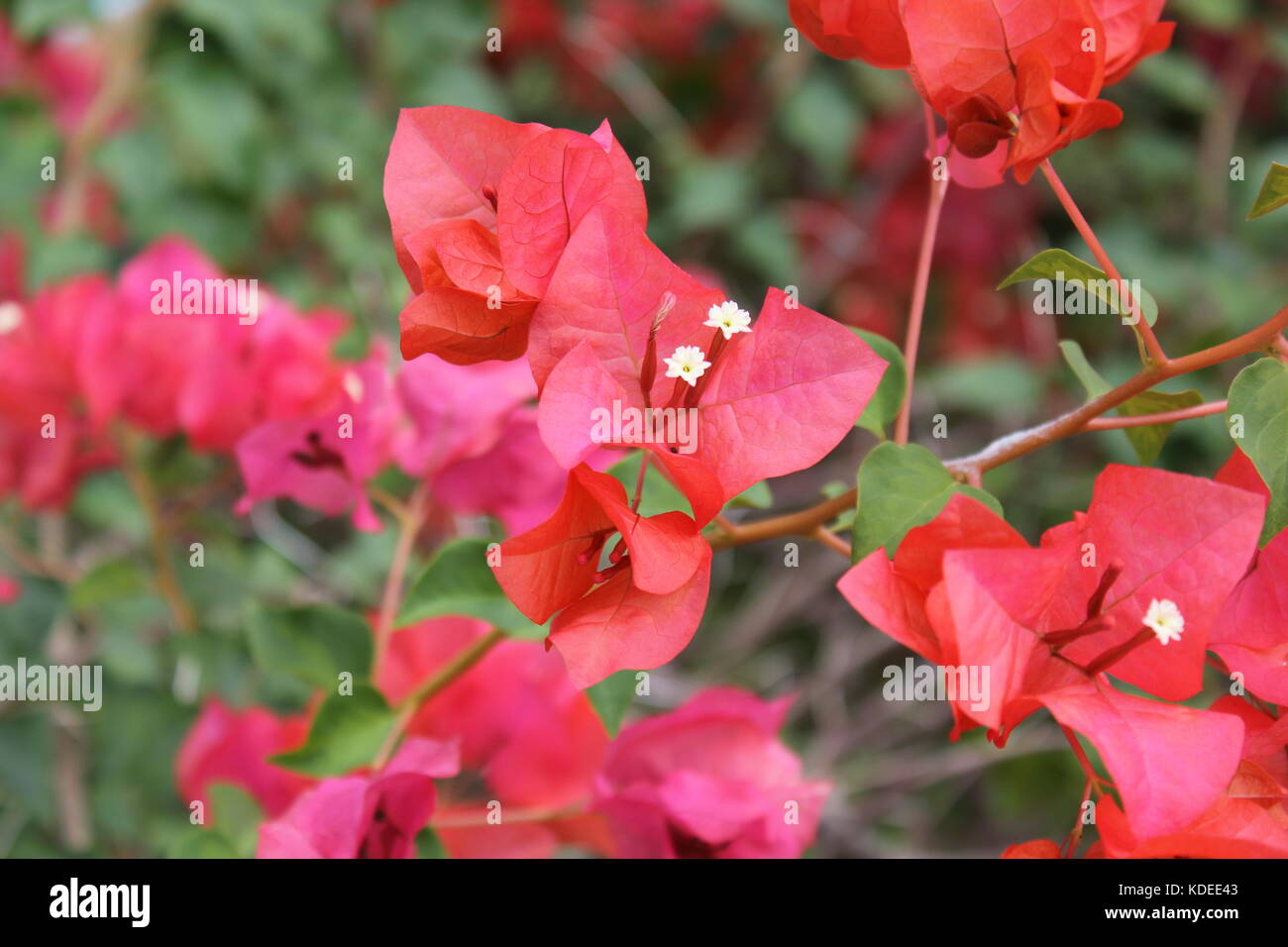 Dslr flower hi-res stock photography and images - Alamy