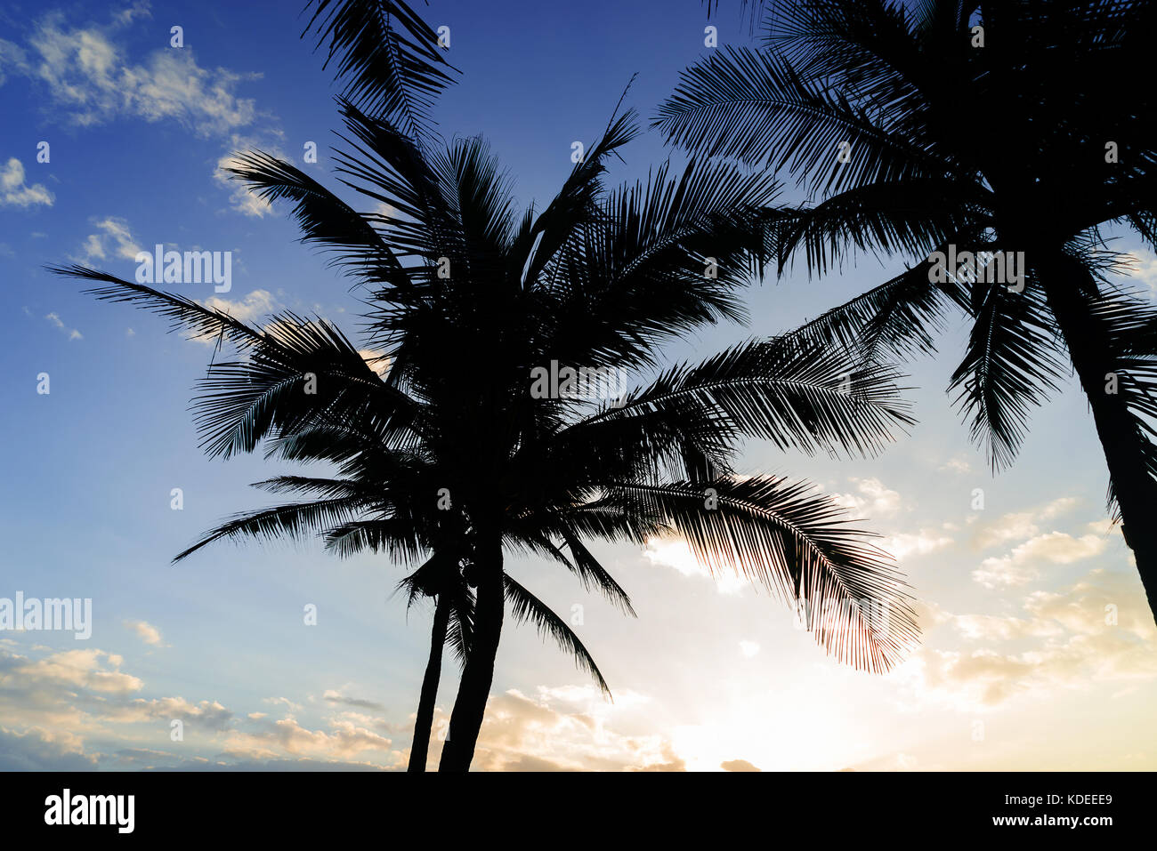 Tropical Coconut trees Stock Photo - Alamy