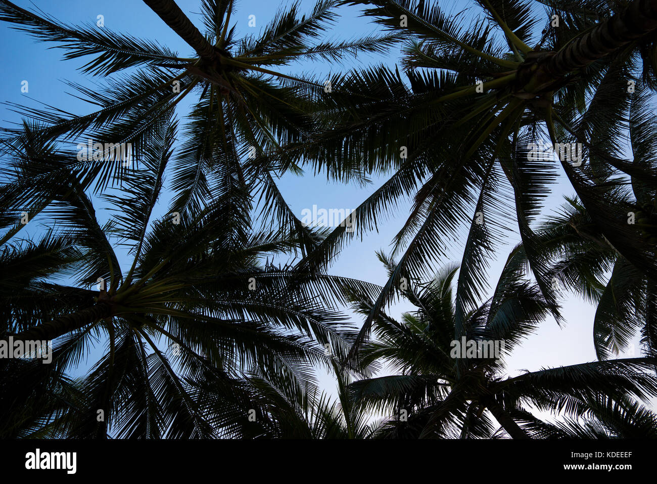 Tropical Coconut trees Stock Photo - Alamy