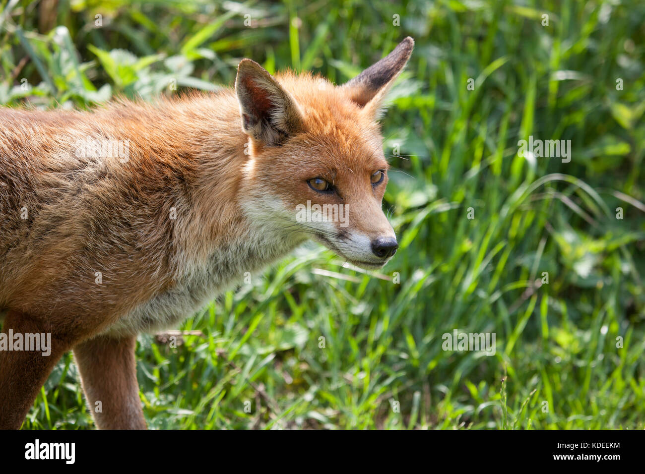 Red fox head and shoulders hi-res stock photography and images - Alamy