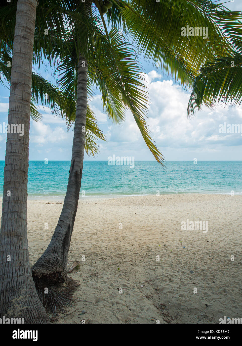 Beautiful tropical beach with coconut trees Stock Photo - Alamy
