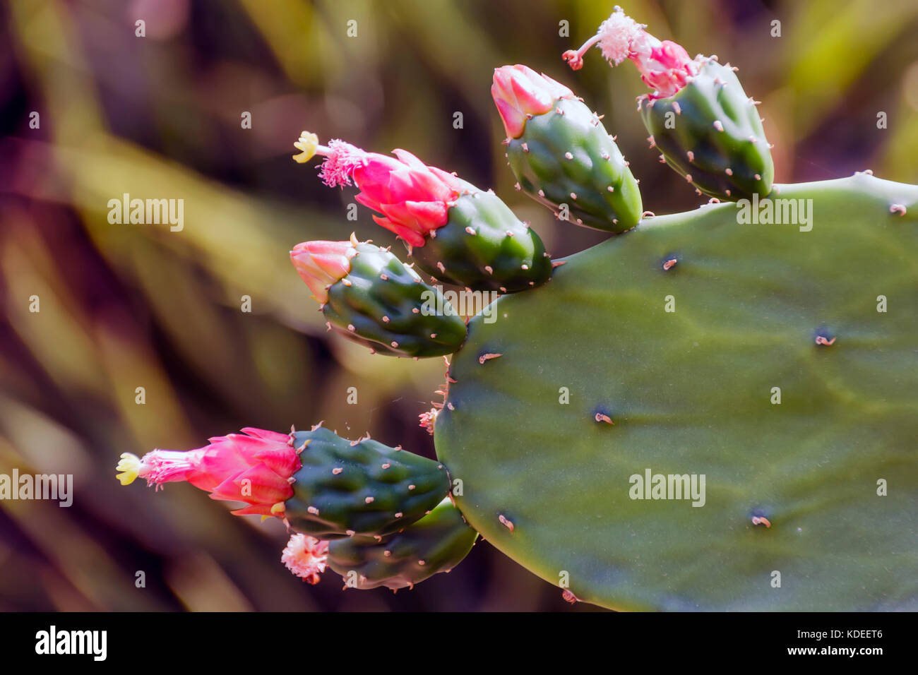 Pink flower buds of prickly pear cactus Stock Photo - Alamy