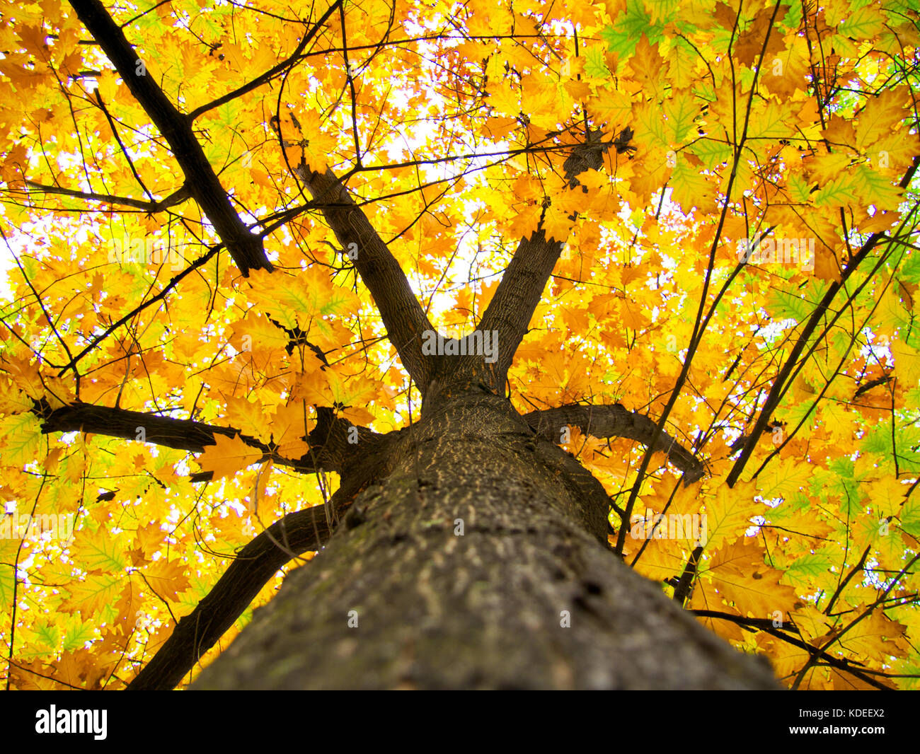 Tree crown hi-res stock photography and images - Alamy