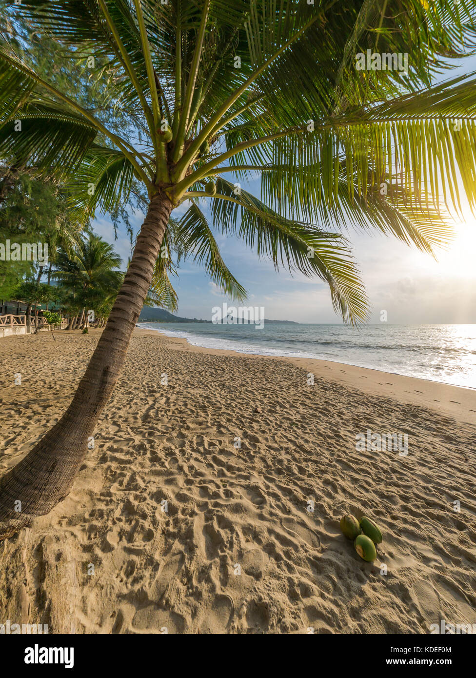Beautiful tropical beach with coconut trees Stock Photo - Alamy