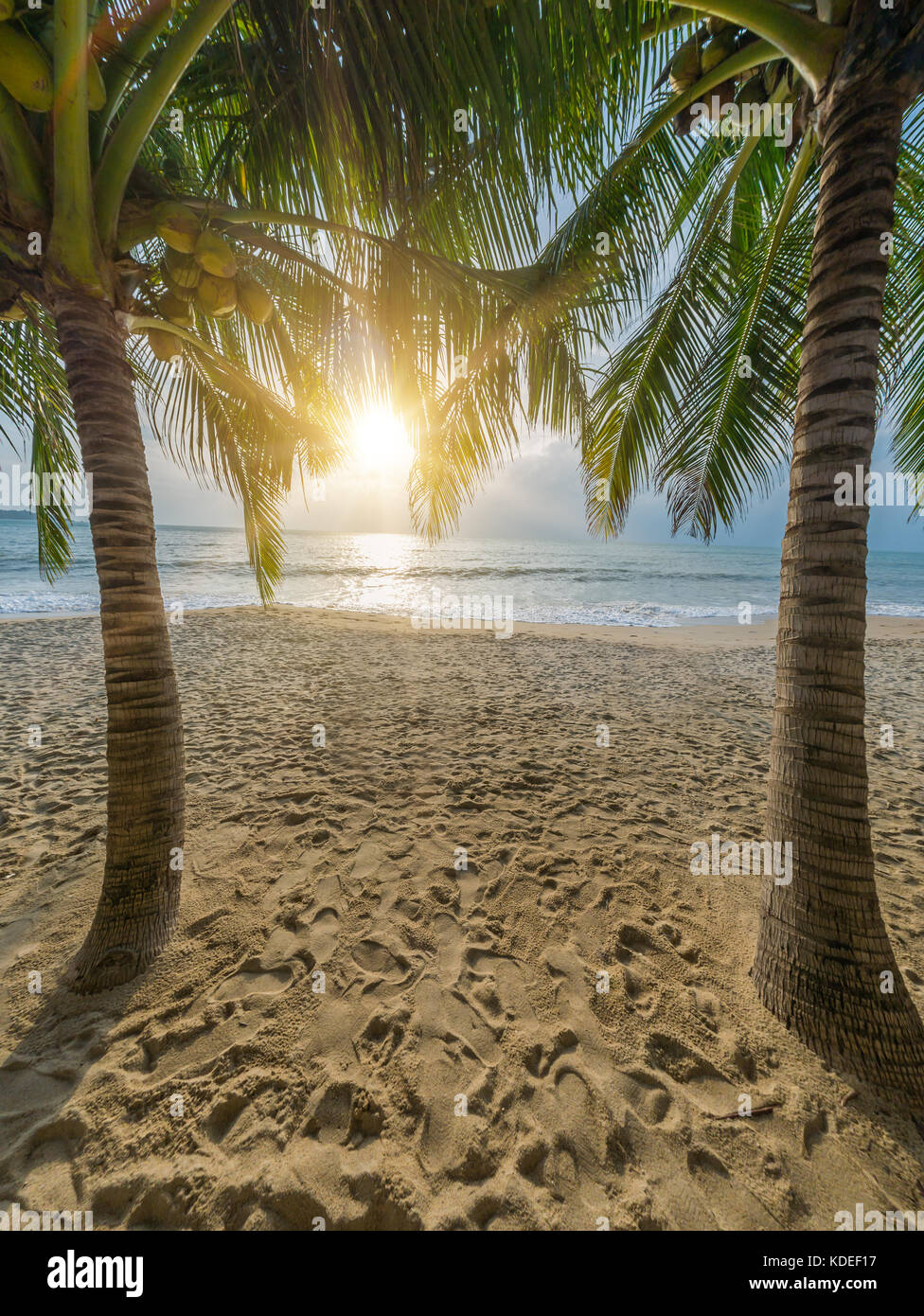 Beautiful tropical beach with coconut trees Stock Photo - Alamy