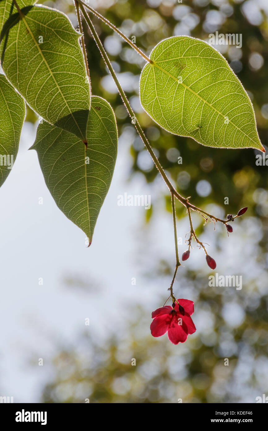 Long flower branch hi-res stock photography and images - Alamy