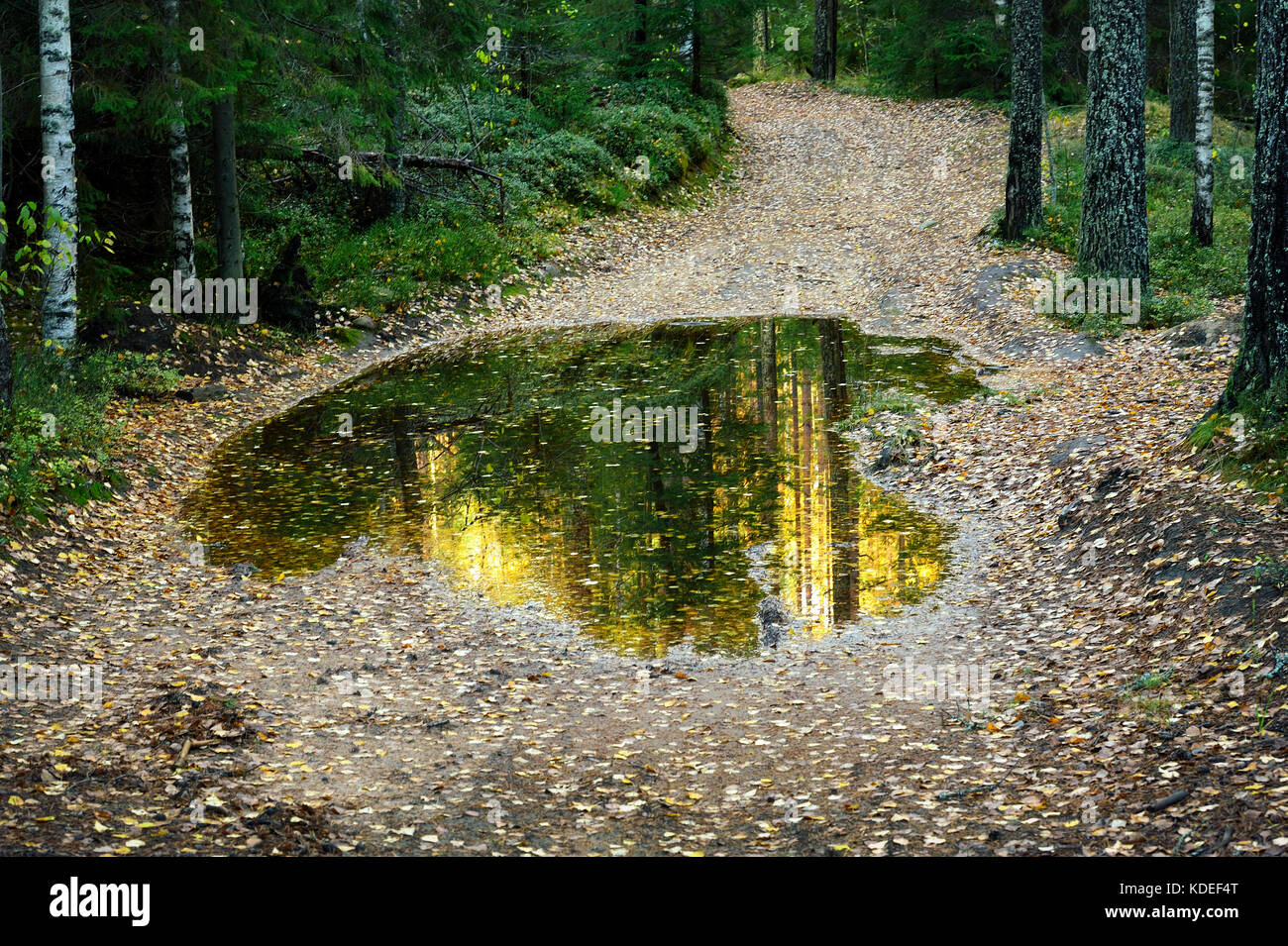 old soil road with puddle in the forest in autumn Stock Photo - Alamy