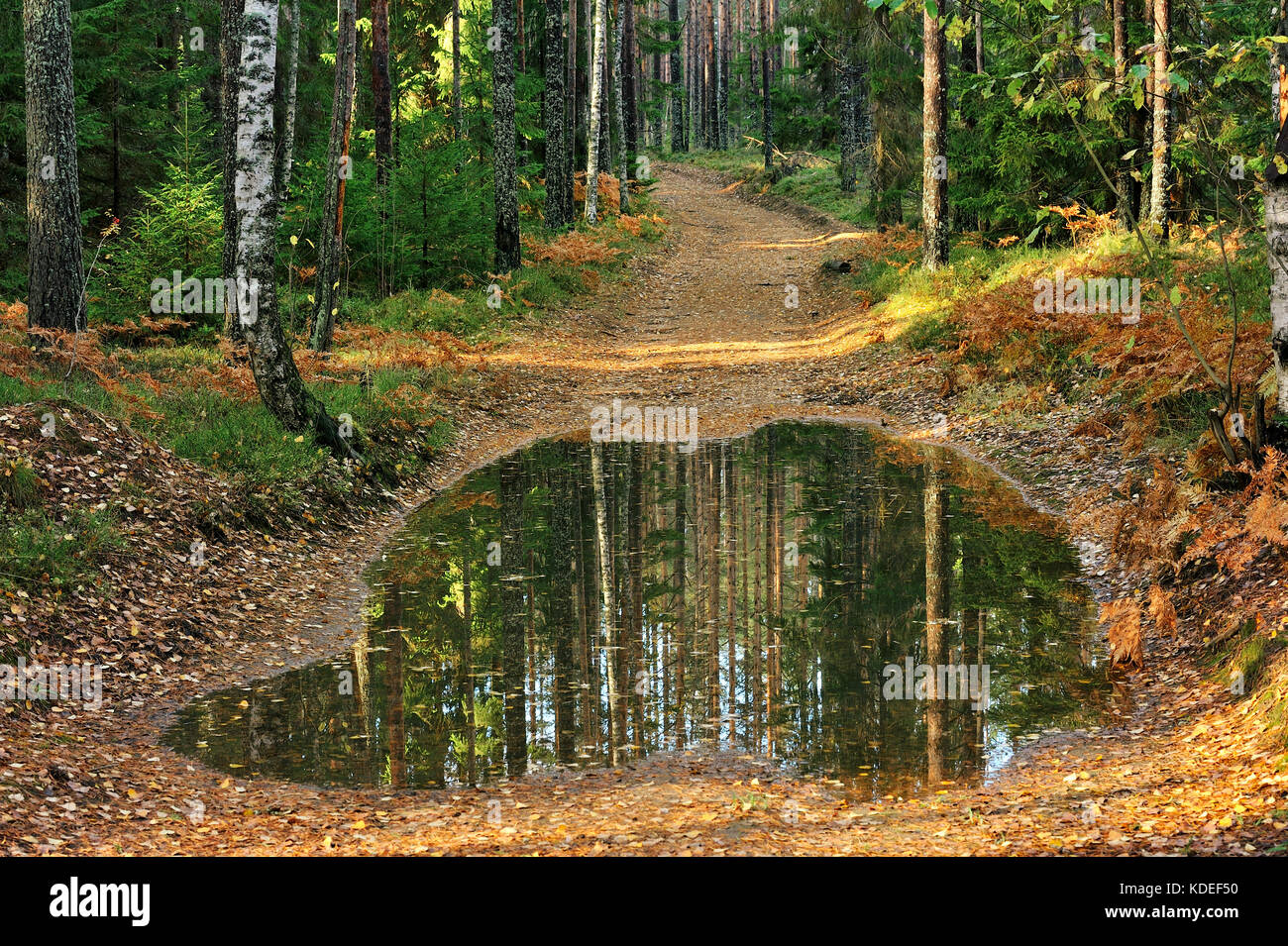 Puddle in the forest hi-res stock photography and images - Alamy