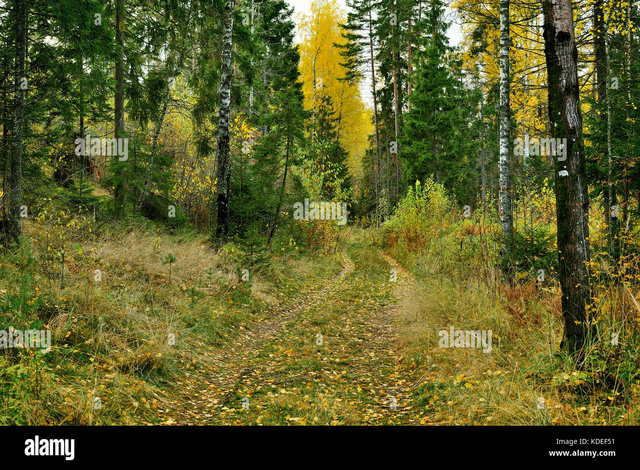 old soil road in the forest in autumn Stock Photo - Alamy