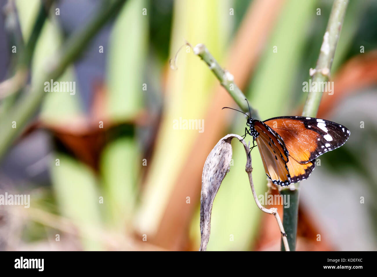 Wallpaper African Monarch Butterfly Stock Photo - Alamy