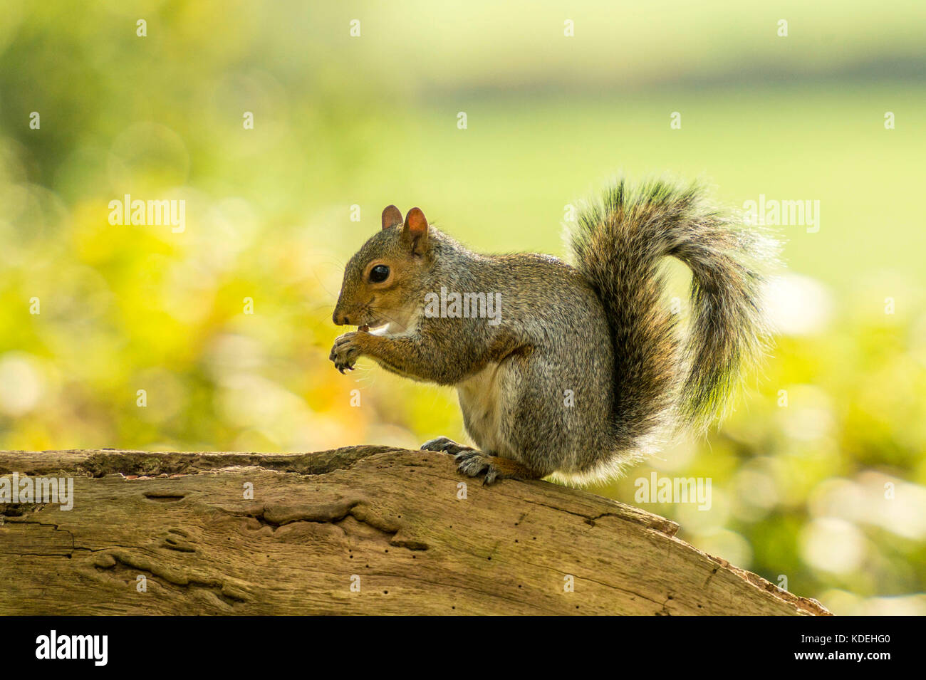 British Wildlife in Natural Habitat. Single Gray Squirrel foraging in ...