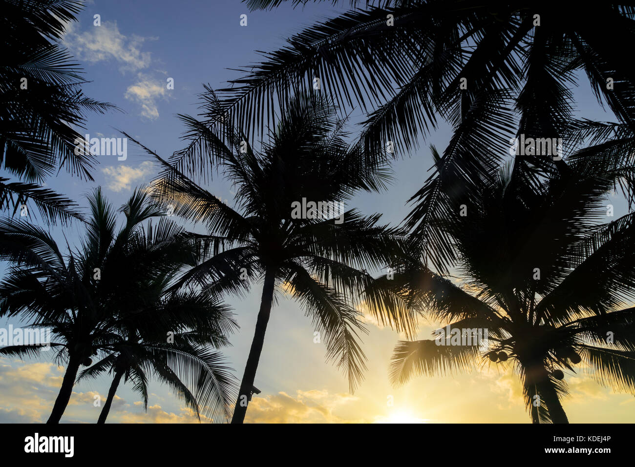 Tropical Coconut trees Stock Photo - Alamy