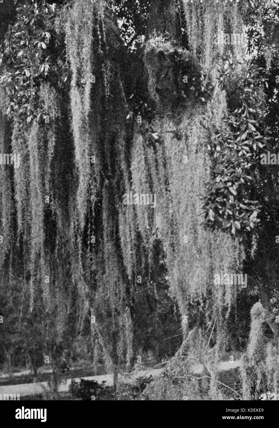 Spanish moss moss tillandsia Black and White Stock Photos & Images - Alamy