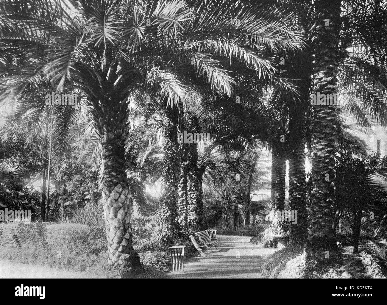 A photographic book titled 'Palms, Cannes,' showcasing the palm trees ...