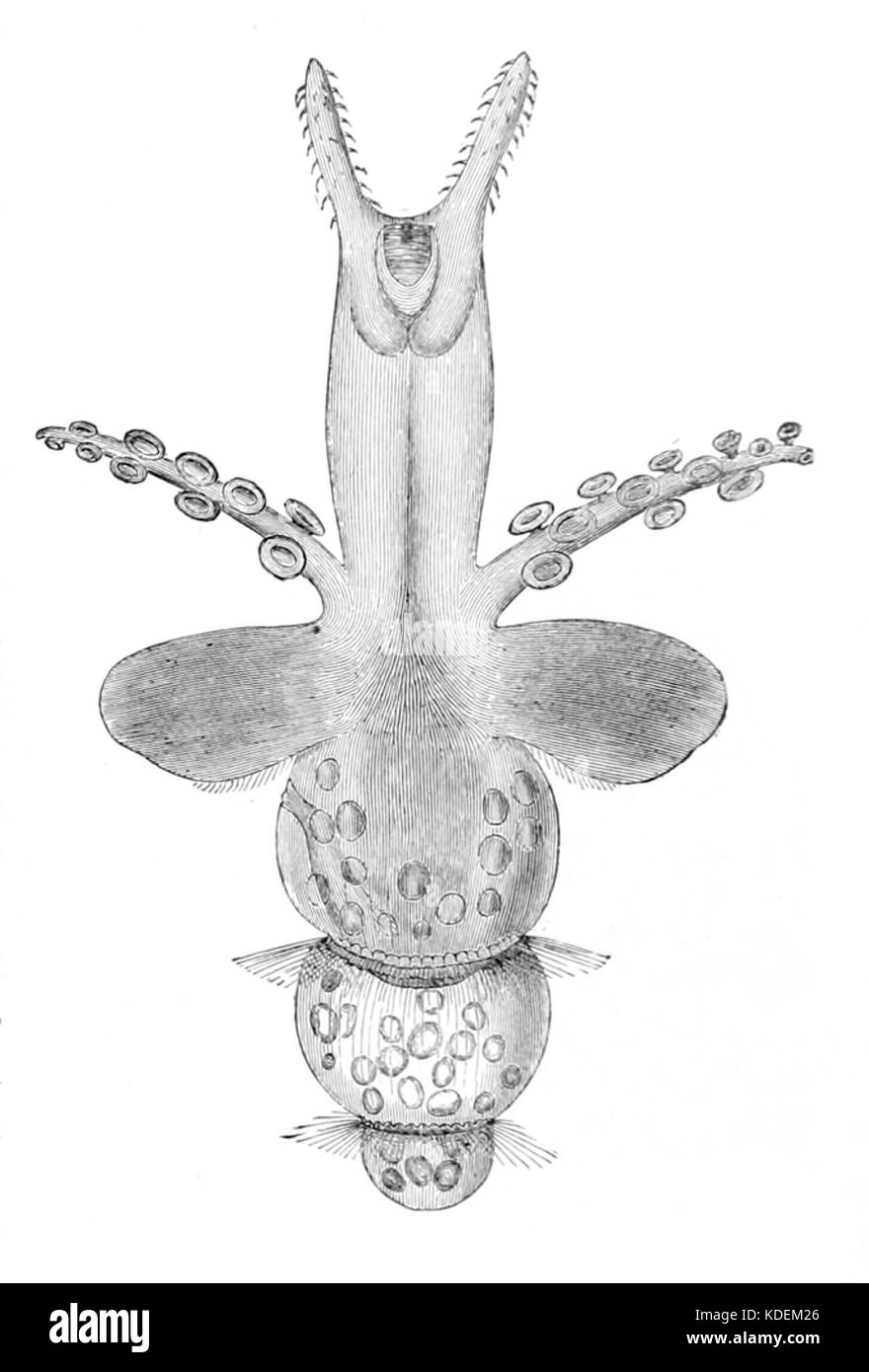 Reproductive spore Cut Out Stock Images & Pictures - Alamy