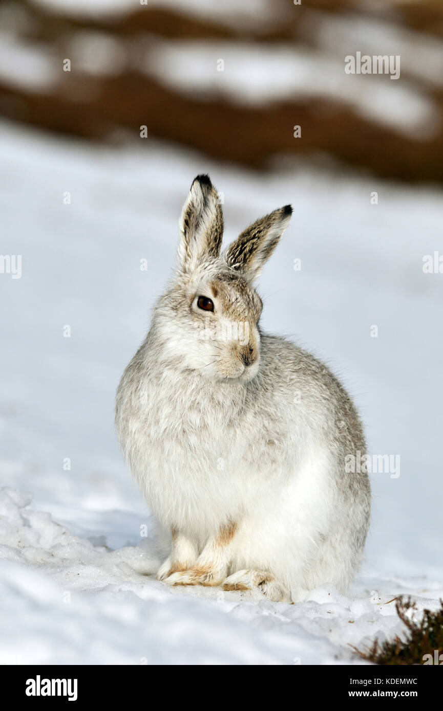 Mountain hare (Lepus timidus) UK Stock Photo - Alamy