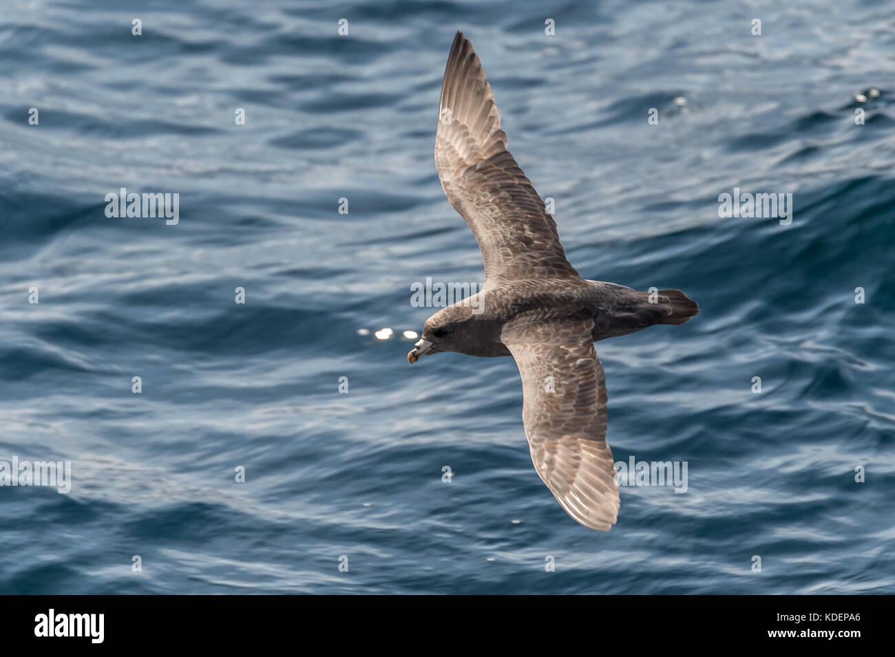 Arctic fulmar in flight Stock Photo - Alamy