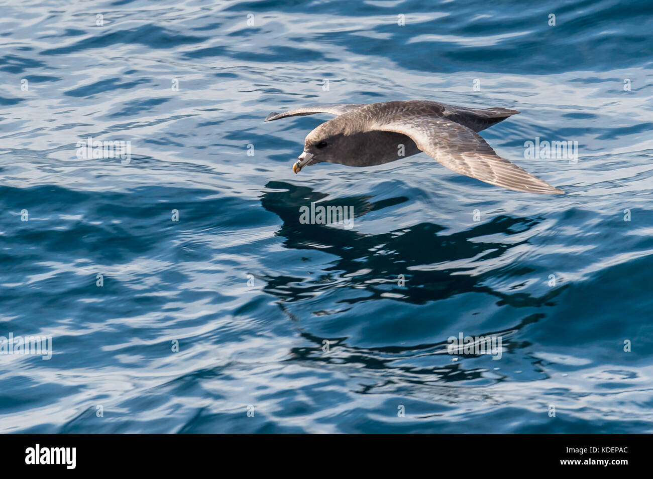 Arctic fulmar hi-res stock photography and images - Alamy