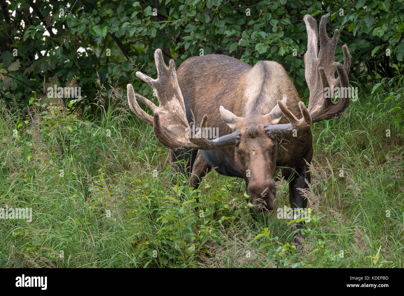 Moose , Anchorage, Alaska Stock Photo - Alamy