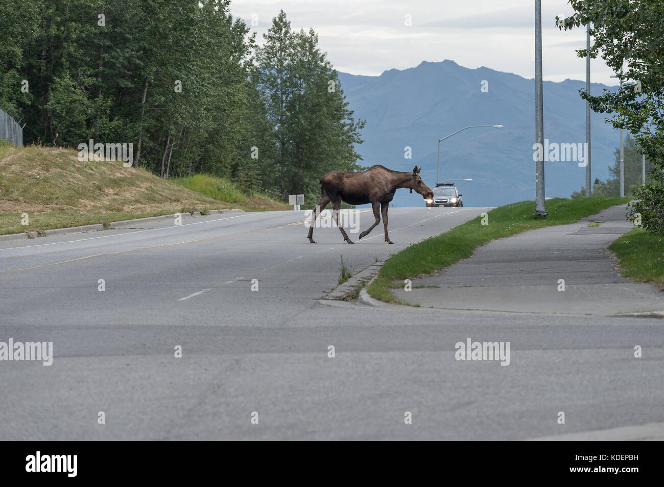 Moose crossing road, Anchorage, Alaska Stock Photo - Alamy