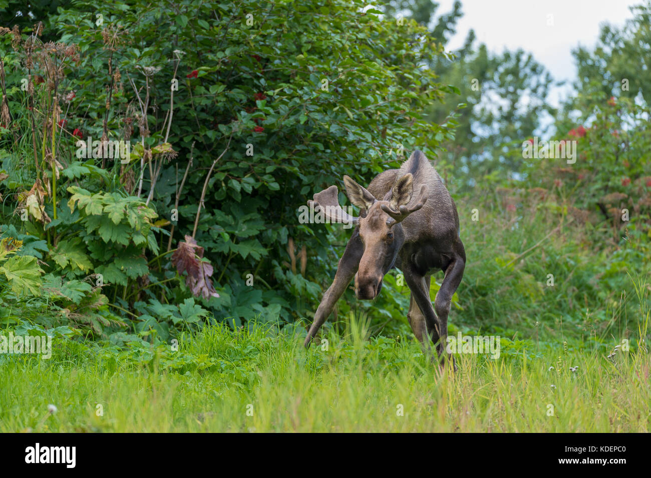 Moose , Anchorage, Alaska Stock Photo - Alamy