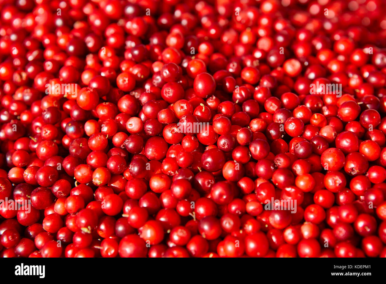 Wild red berries fruits detail. Healthy food background. Finland Stock ...
