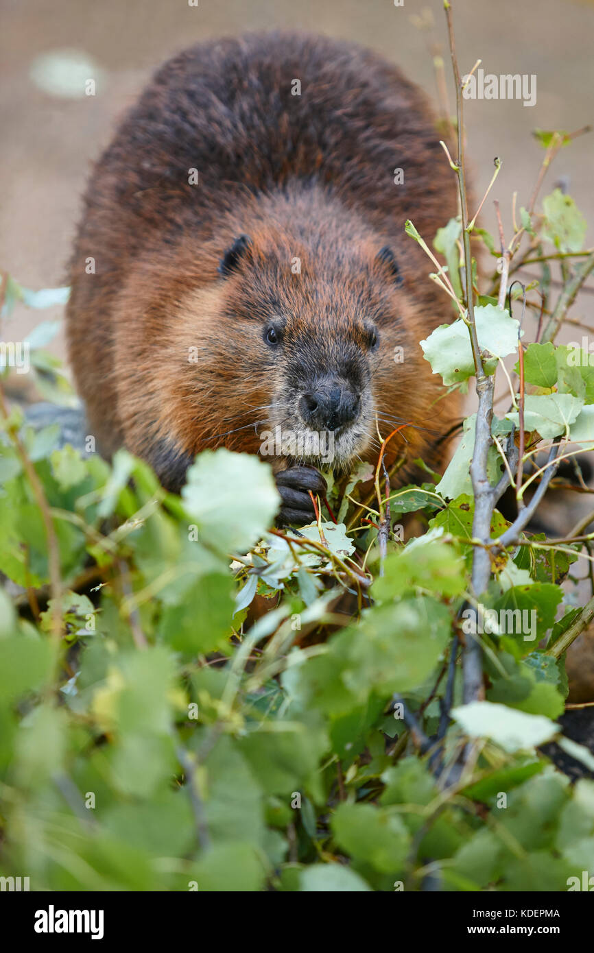 Beaver eating in the forest. Nature wildlife background. Vertical Stock ...