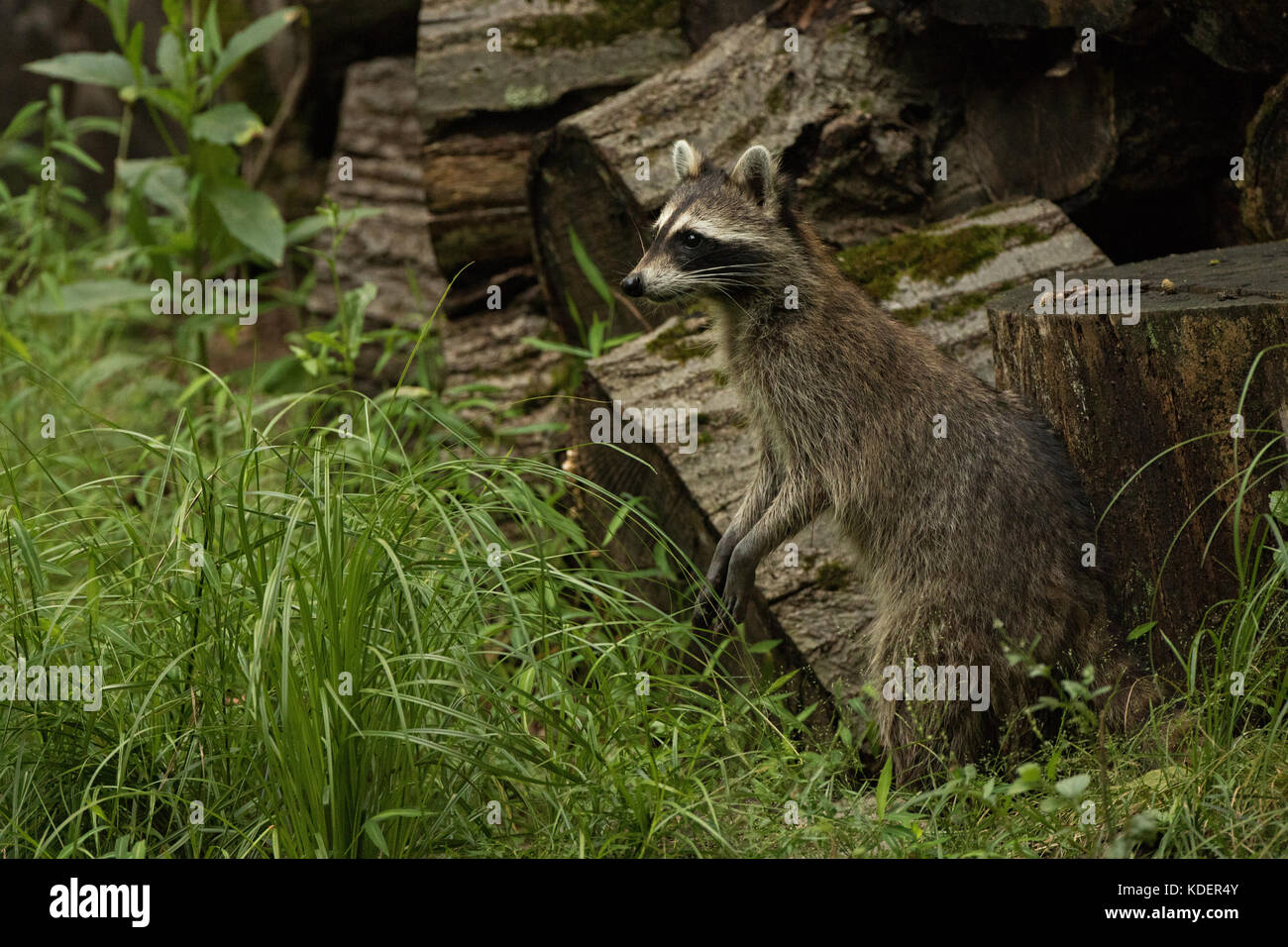 Raccoon standing hi-res stock photography and images - Alamy