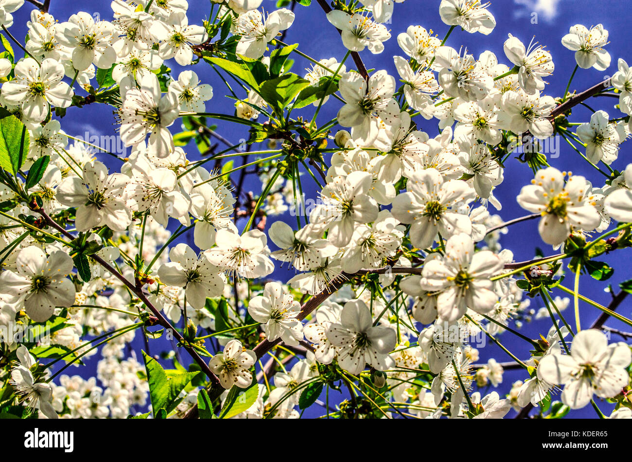 Spring blue sky with delicate white cherry flowers on long peduncles ...