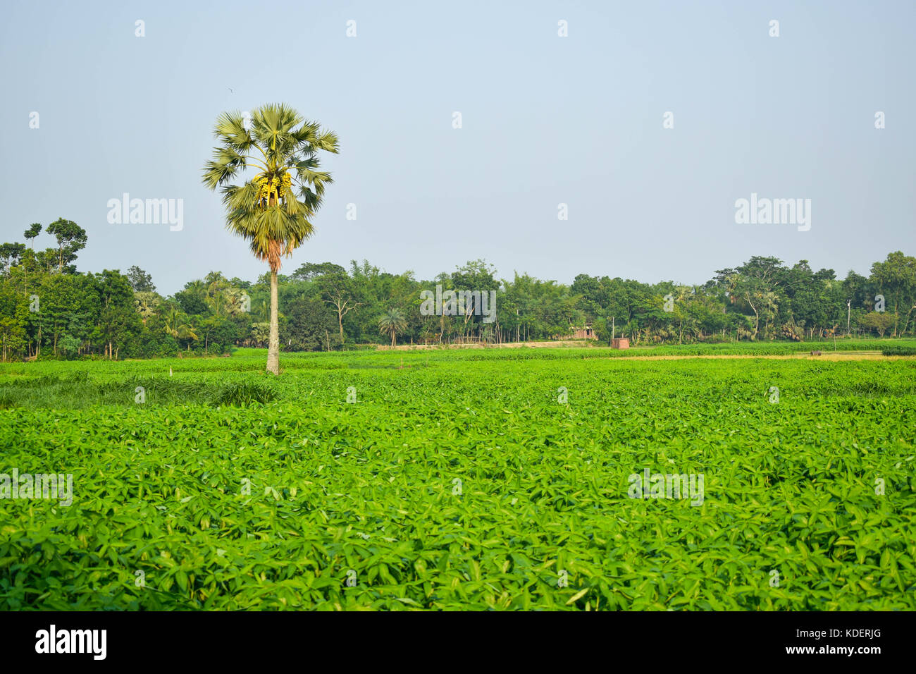 Close up spring nature landscape Stock Photo - Alamy