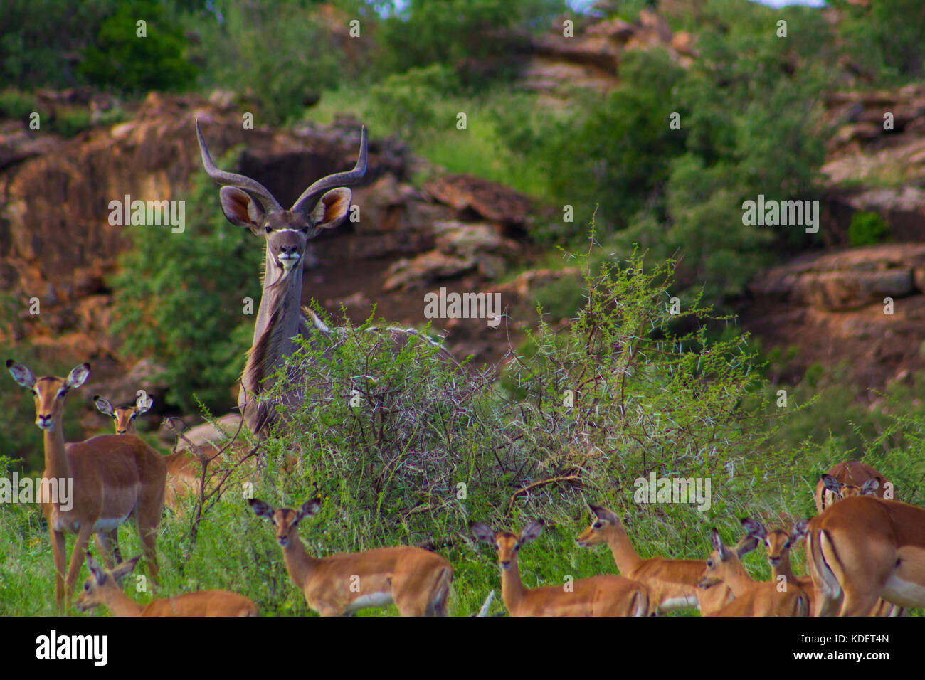 Curious Kudu Bull with Impala in foreground, Northern Tuli Game Reserve ...