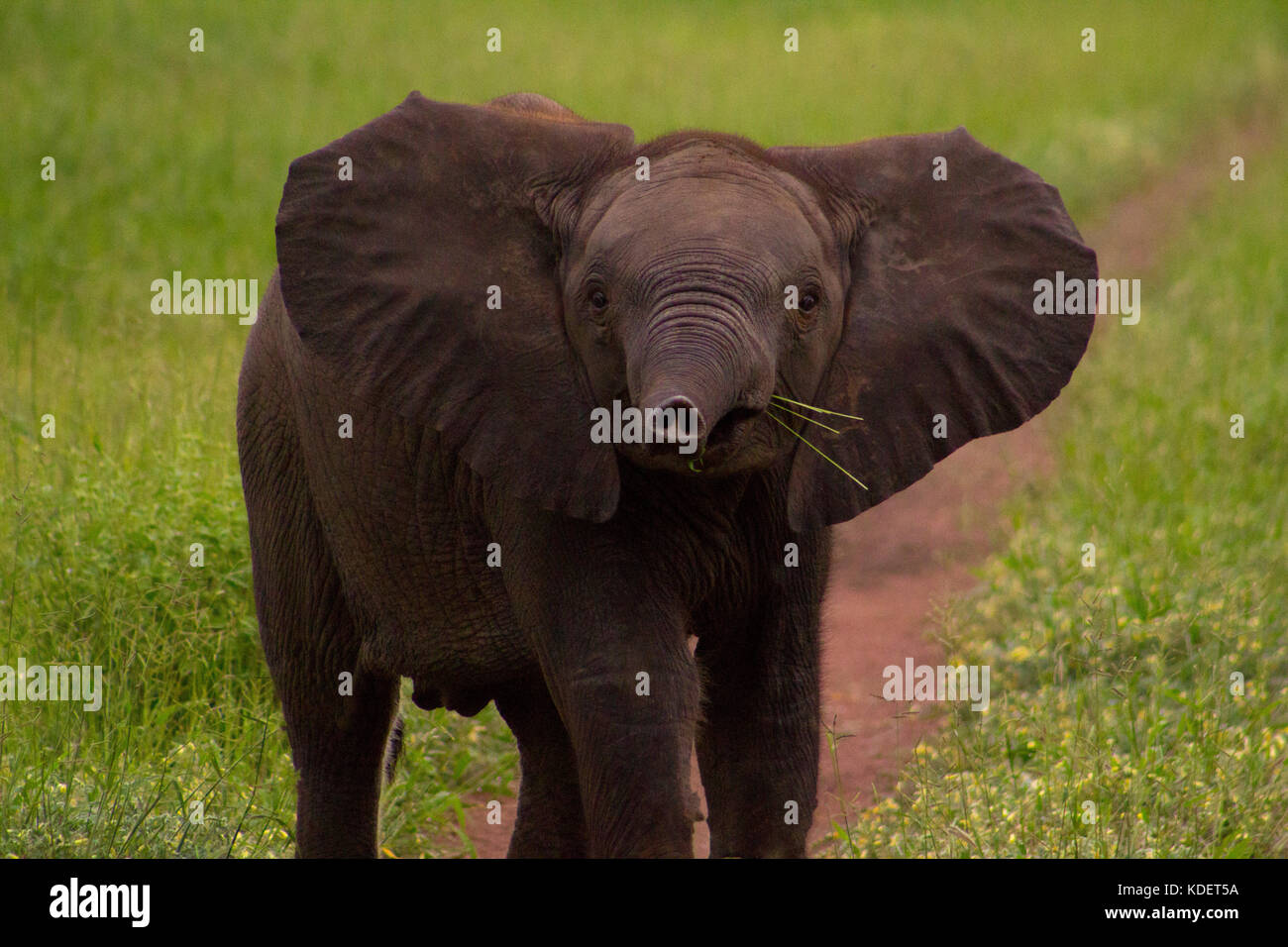 Elephant Calf Portrait, Northern Tuli Game Reserve, Botswana Stock ...