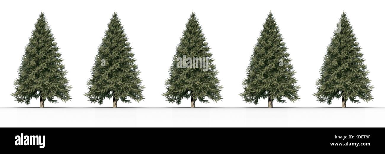 Digital composite of 5 Christmas trees in a row with white background ...