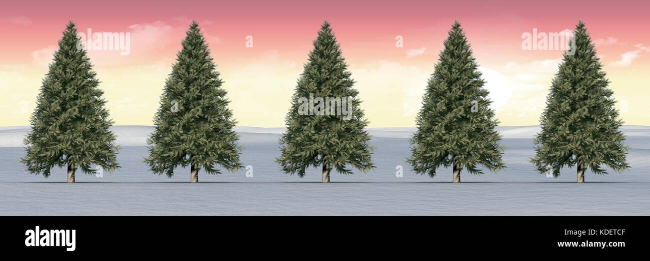 Digital composite of Christmas trees in winter landscape with sunset ...