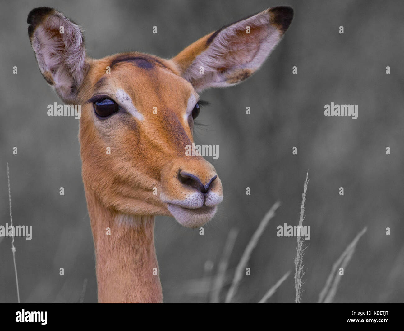 Female Impala Portrait, Pilanesberg National Park, South Africa Stock ...