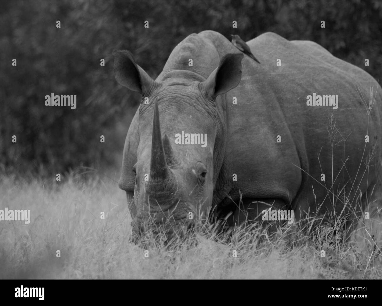 Female white rhino hi-res stock photography and images - Alamy